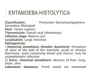 Entamoeba histolytica is an anaerobic parasitic amoebozoan, part of the ...