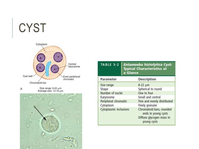 Entamoeba histolytica is an anaerobic parasitic amoebozoan, part of the ...
