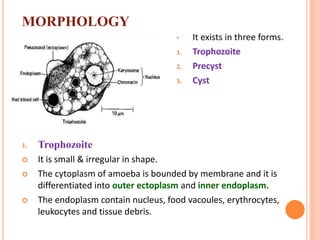 Entamoeba Histolytica Morphology
