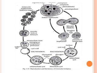 Entamoeba Histolytica Life Cycle Ppt