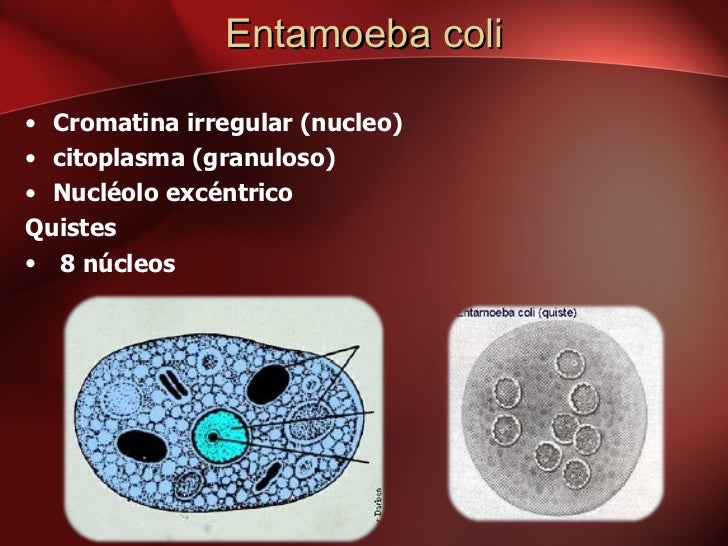 entamoeba