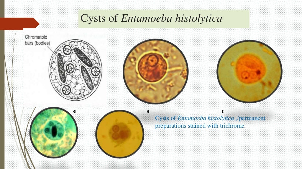 Entamoeba by-manoj