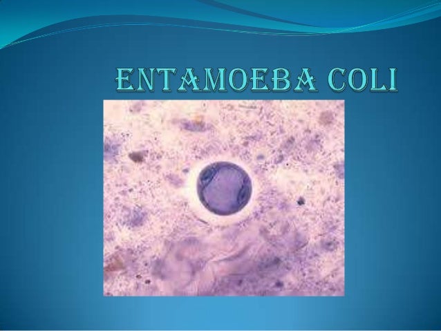 Entamoeba Coli Tratamiento
