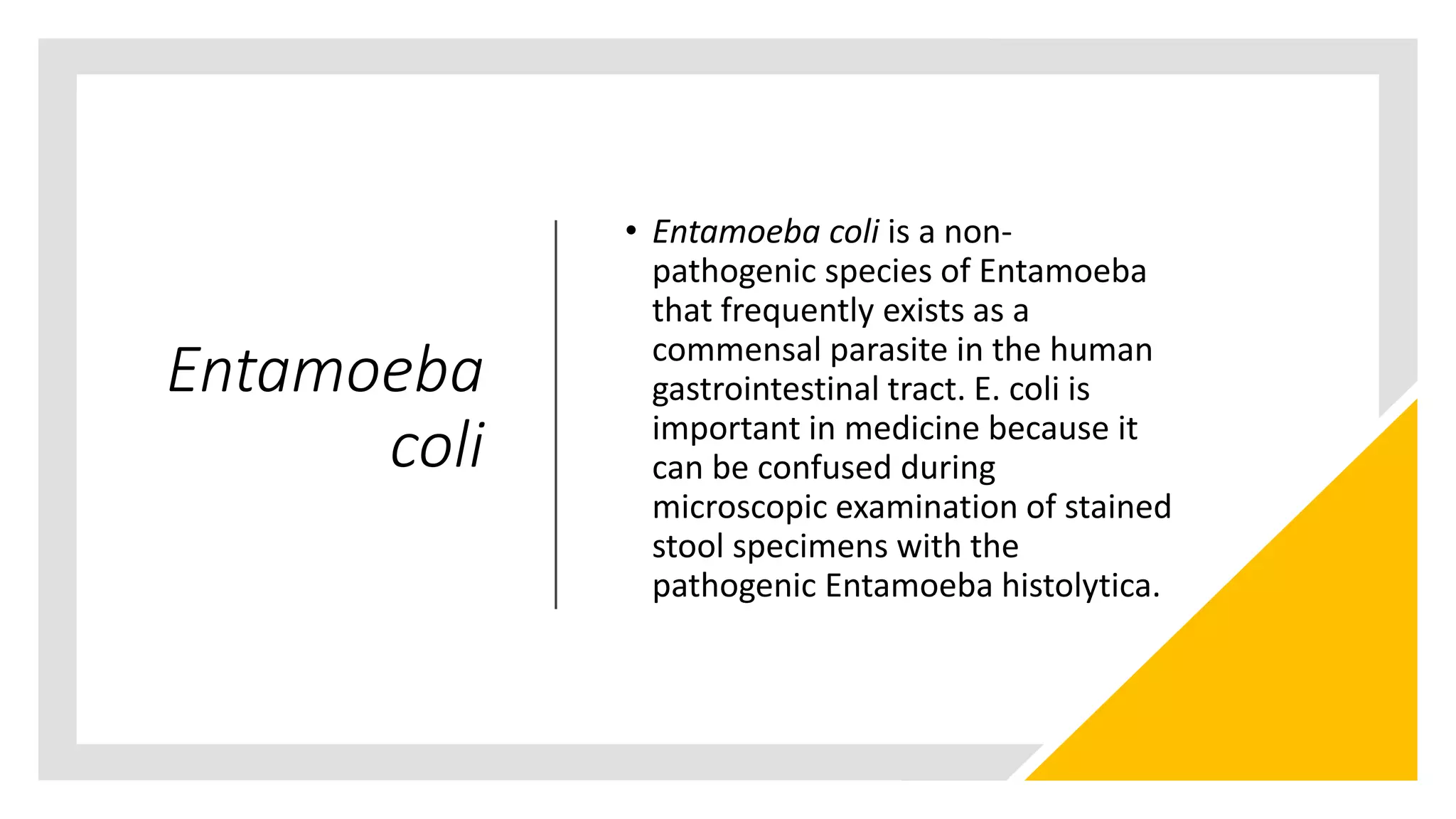 Entamoeba coli | PPTX
