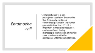 Entamoeba Coli Morphology