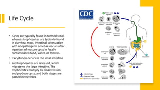 Entamoeba Coli Life Cycle