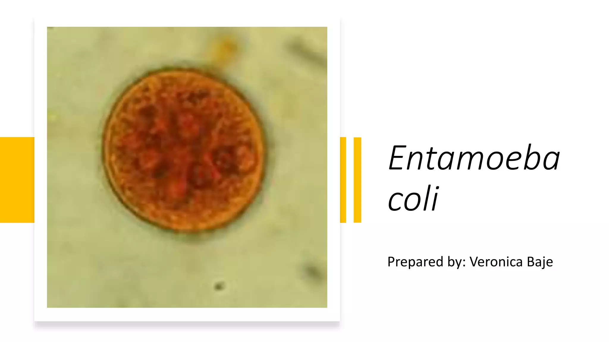 Entamoeba coli.pdf