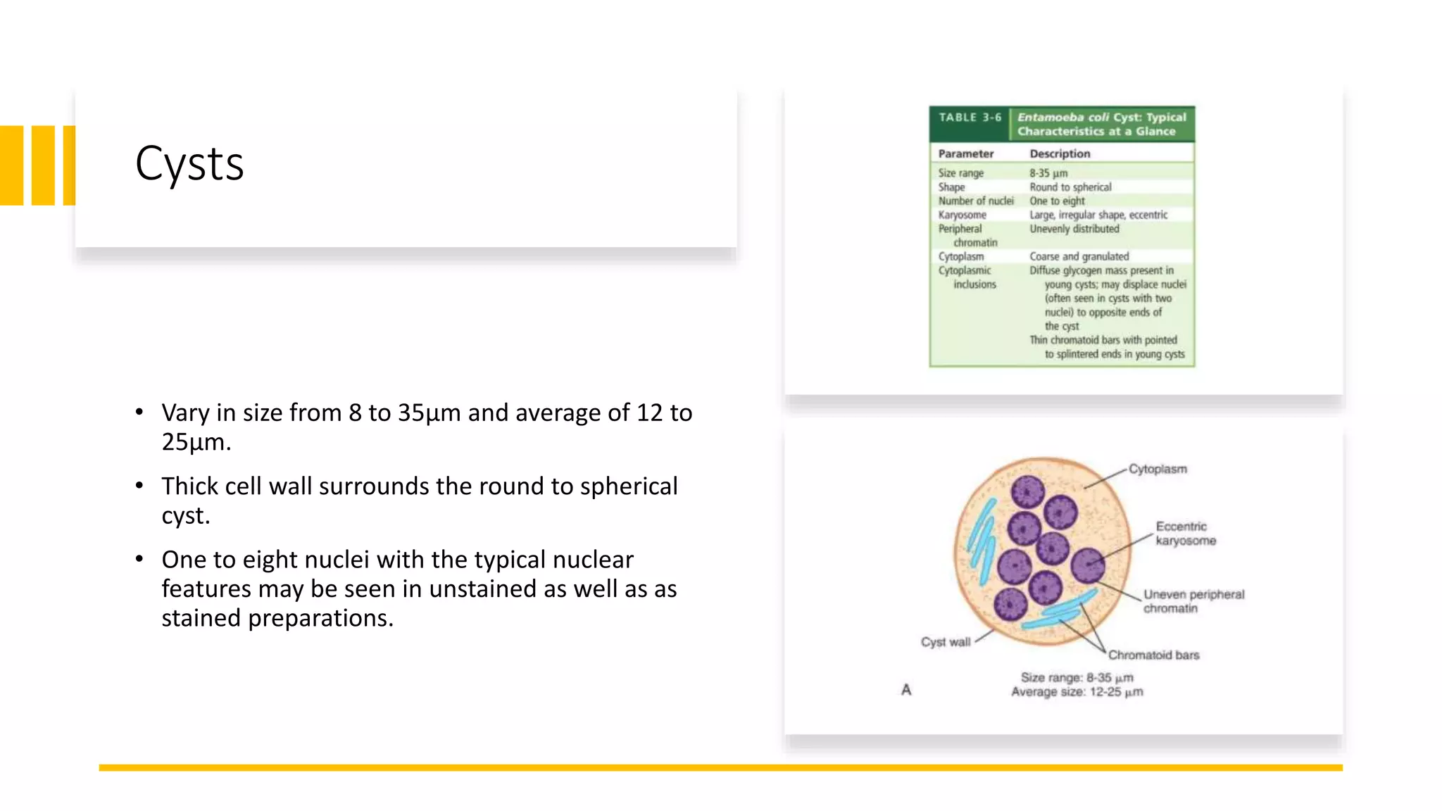 Entamoeba coli.pdf | Biological Sciences | Science