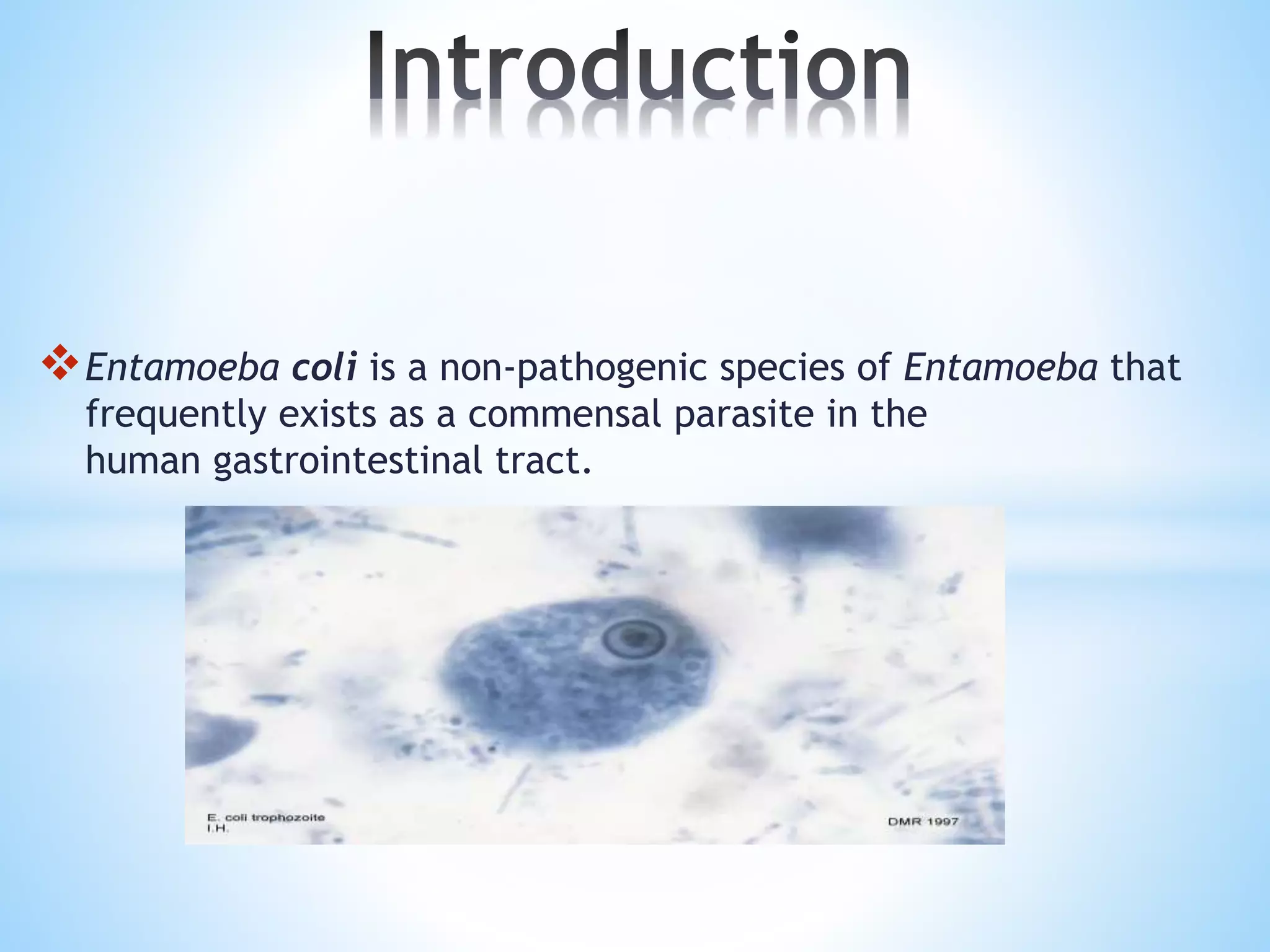Entamoeba coli parasite | PPTX