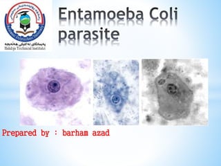 Entamoeba coli parasite | PPTX