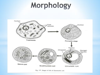 Entamoeba coli parasite | PPTX