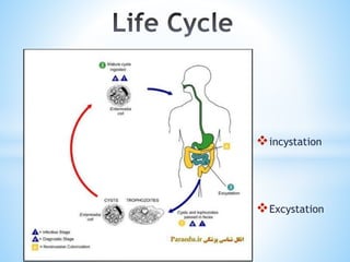 Entamoeba coli parasite | PPTX