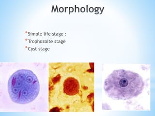 Entamoeba Coli Morphology