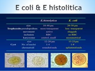 Entamoeba Coli Vs Entamoeba Histolytica