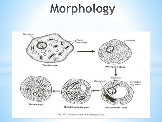 Entamoeba coli parasite