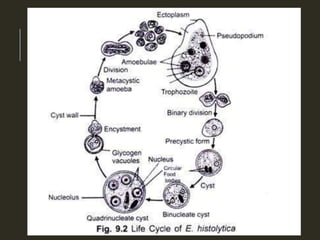 Entamoeba Histolytica Life Cycle Ppt