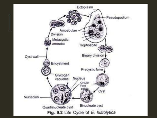 Life cycle of Entamoeba histolytica