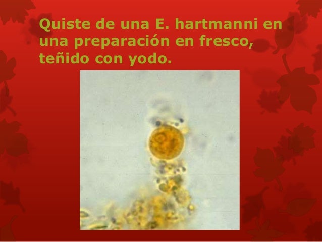 Entamoeba hartmanni