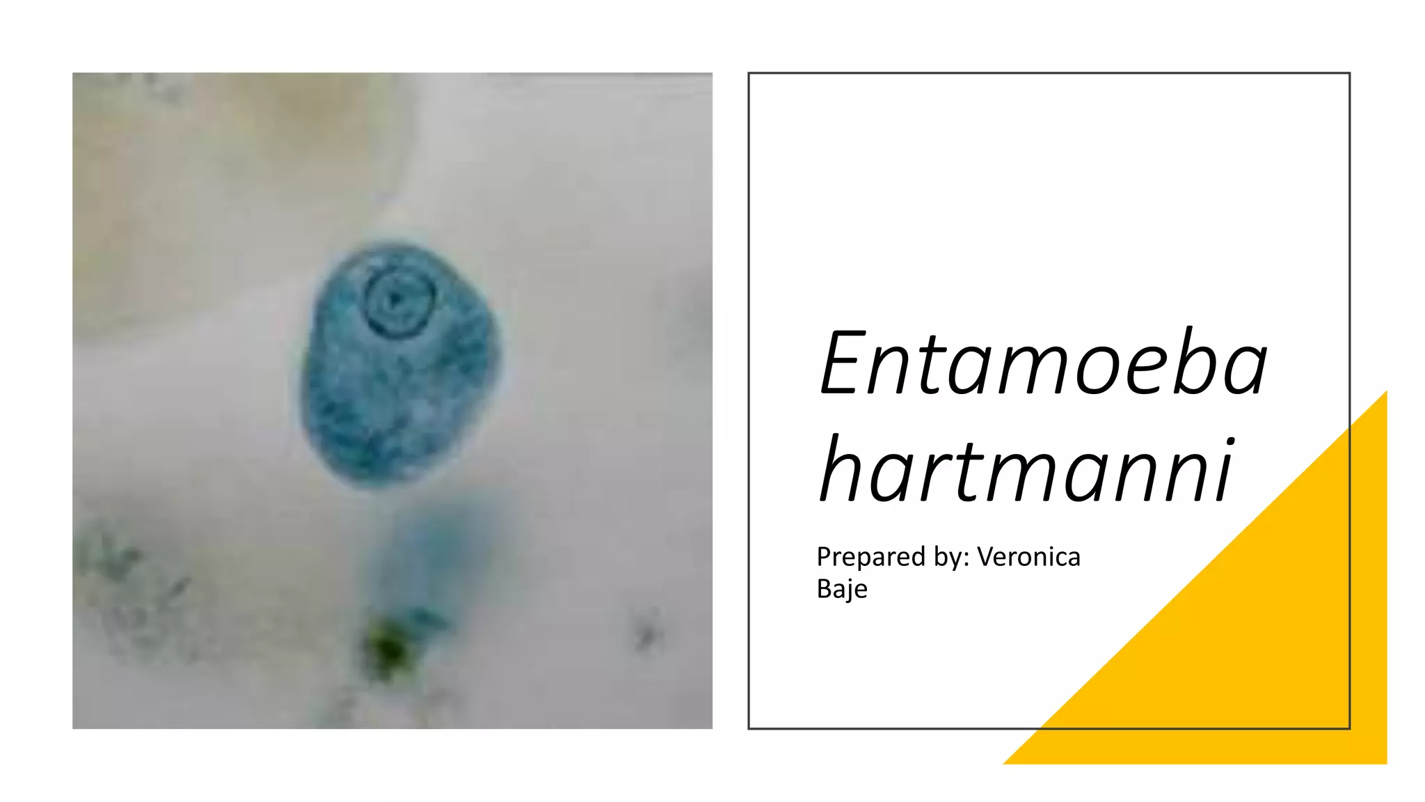 Entamoeba hartmanni | PPTX
