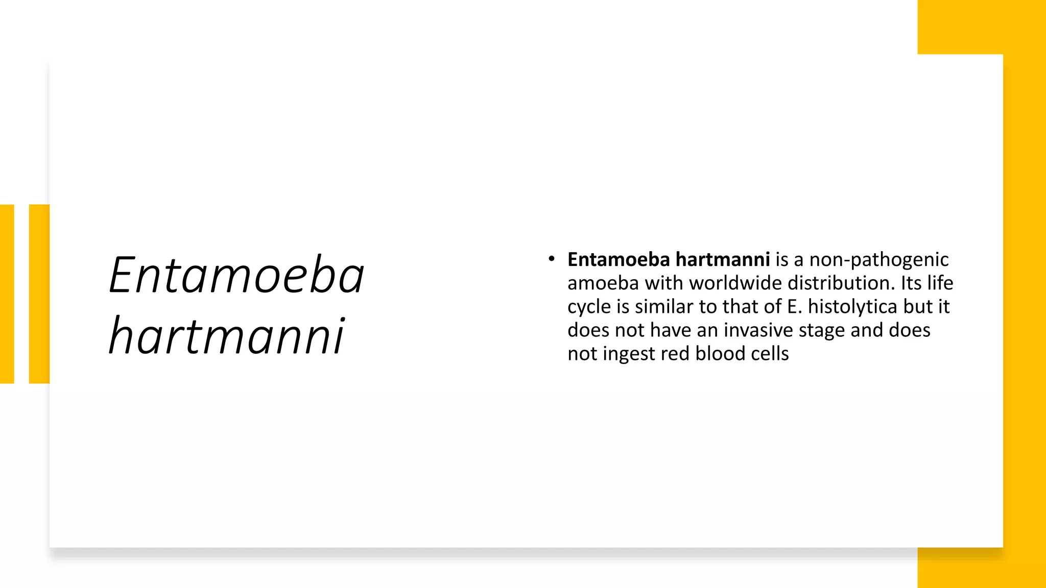 Entamoeba hartmanni | PPTX