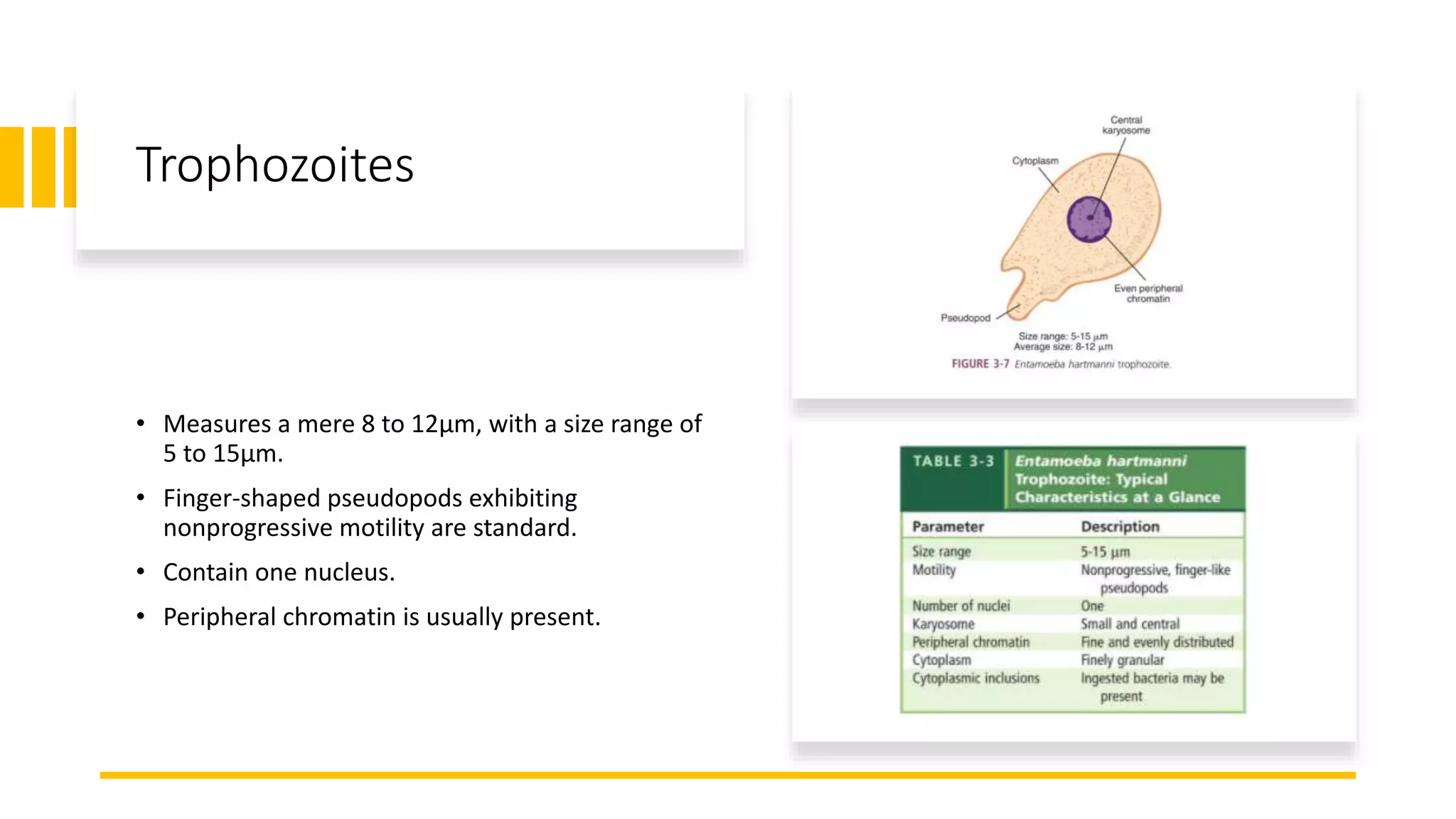 Entamoeba hartmanni | PPTX