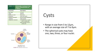 Entamoeba hartmanni | PPTX