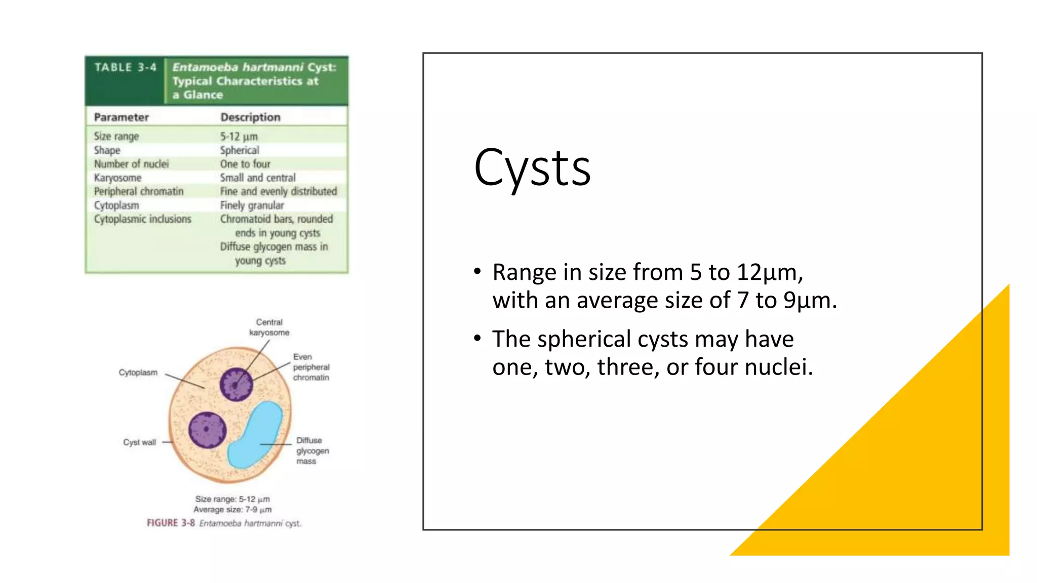 Entamoeba hartmanni.pdf