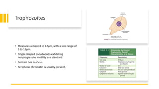 Entamoeba hartmanni.pdf