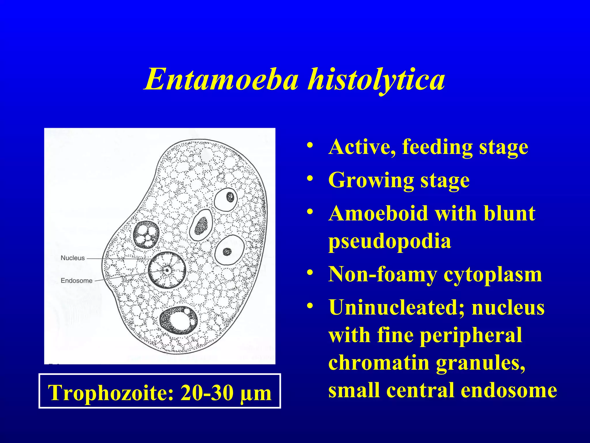 Entamoeba histolytica | PPT