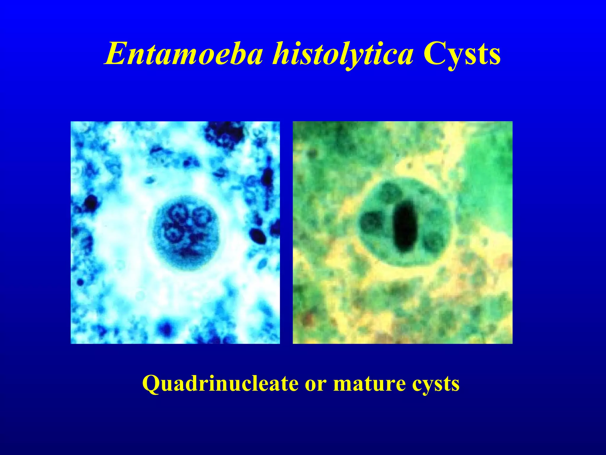 Entamoeba histolytica | PPT