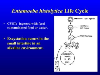 Life Cycle Of Entamoeba Histolytica Diagram