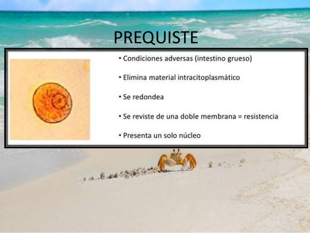 Entamoeba histolytica contagio y farmacos