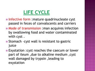 Entamoeba histolytica | PDF