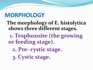 Entamoeba Histolytica Morphology