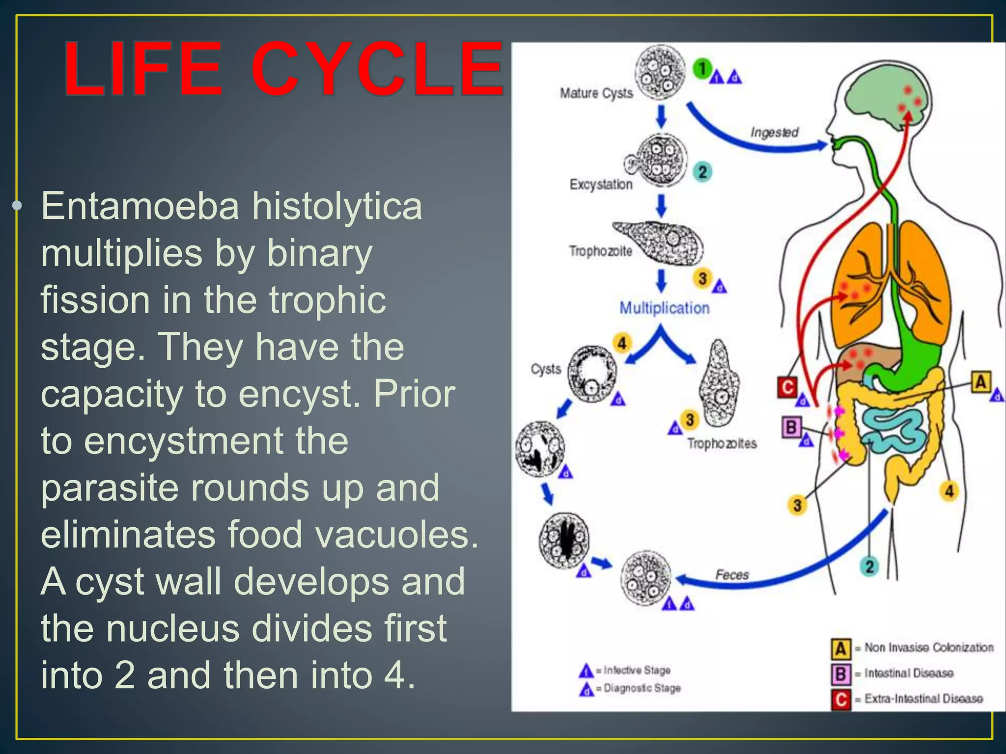 Entamoeba histolytica | PPT