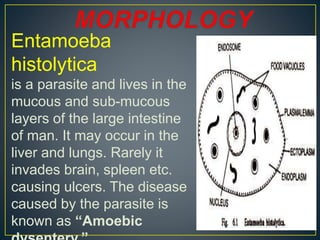 Entamoeba histolytica | PPT