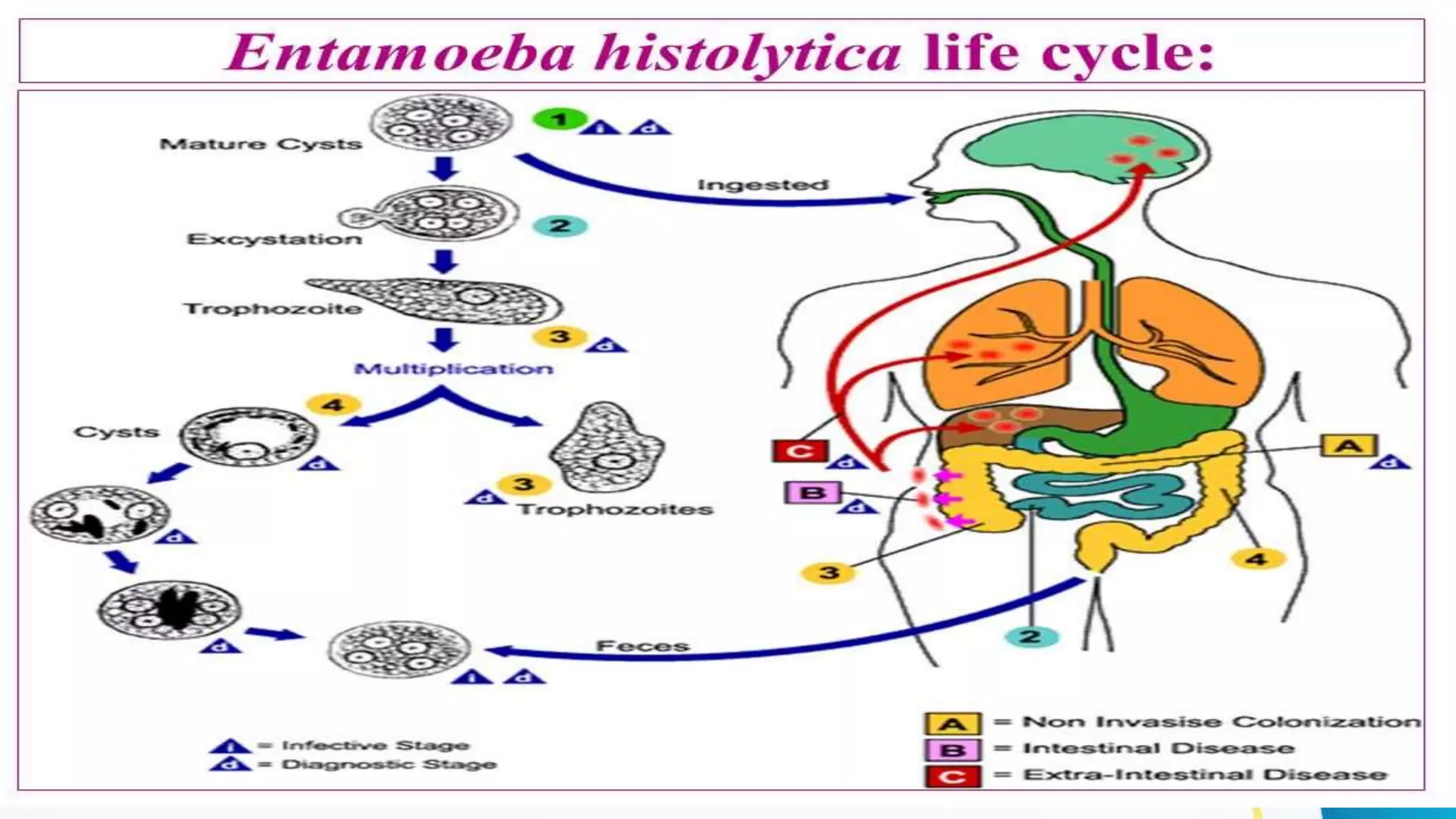 Entamoeba histolytica | PPTX