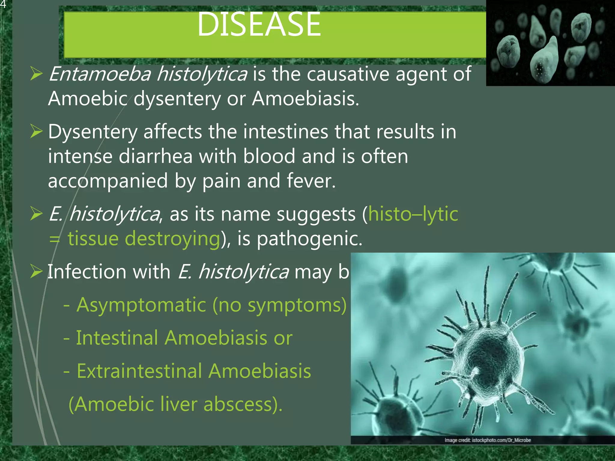 Entamoeba histolytica | PPTX