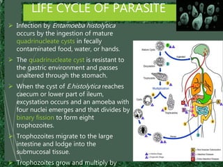 Entamoeba histolytica | PPTX