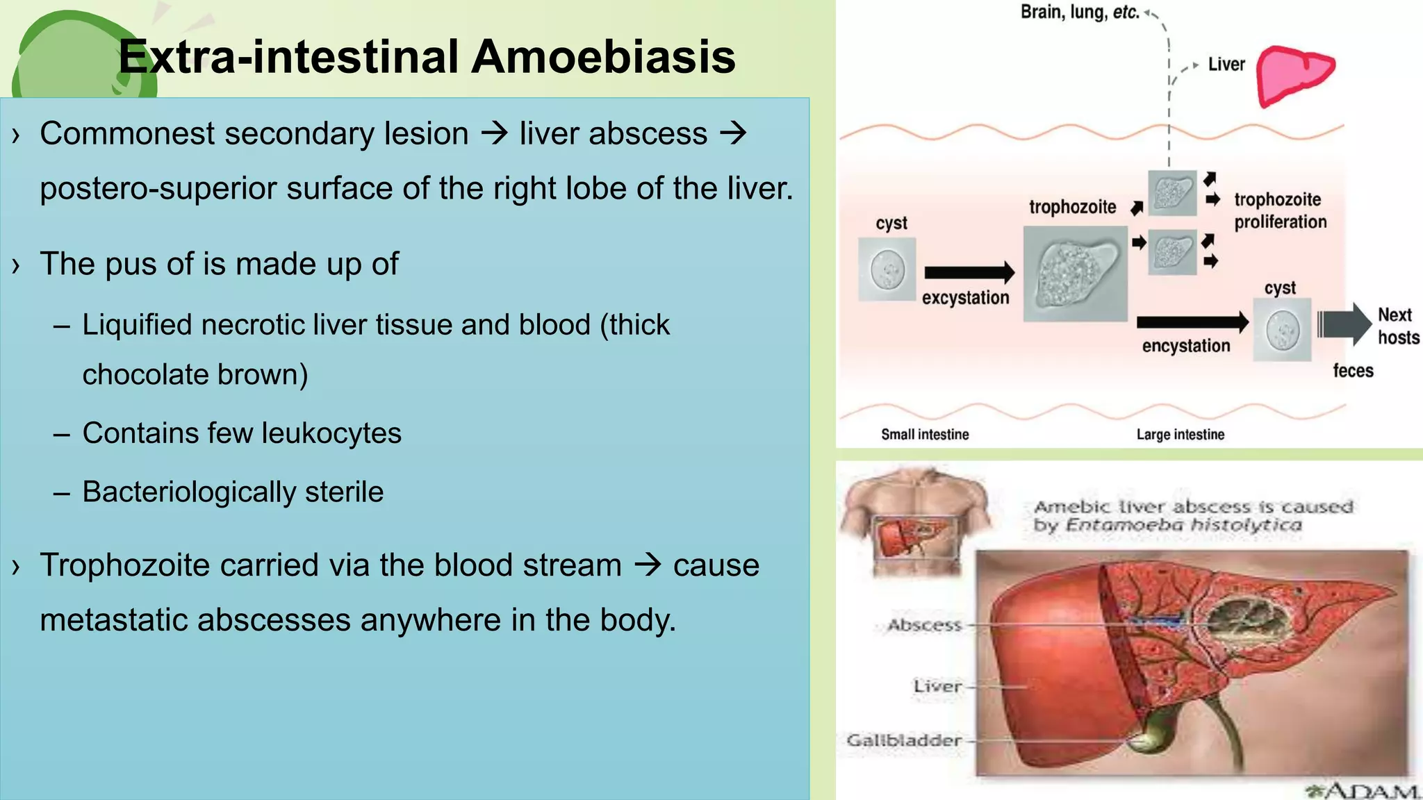 Entamoeba Histolytica | PPTX