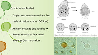 Entamoeba Histolytica | PPTX