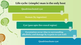 Entamoeba Histolytica | PPTX
