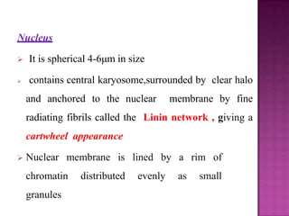 Entamoeba histolytica.pptx