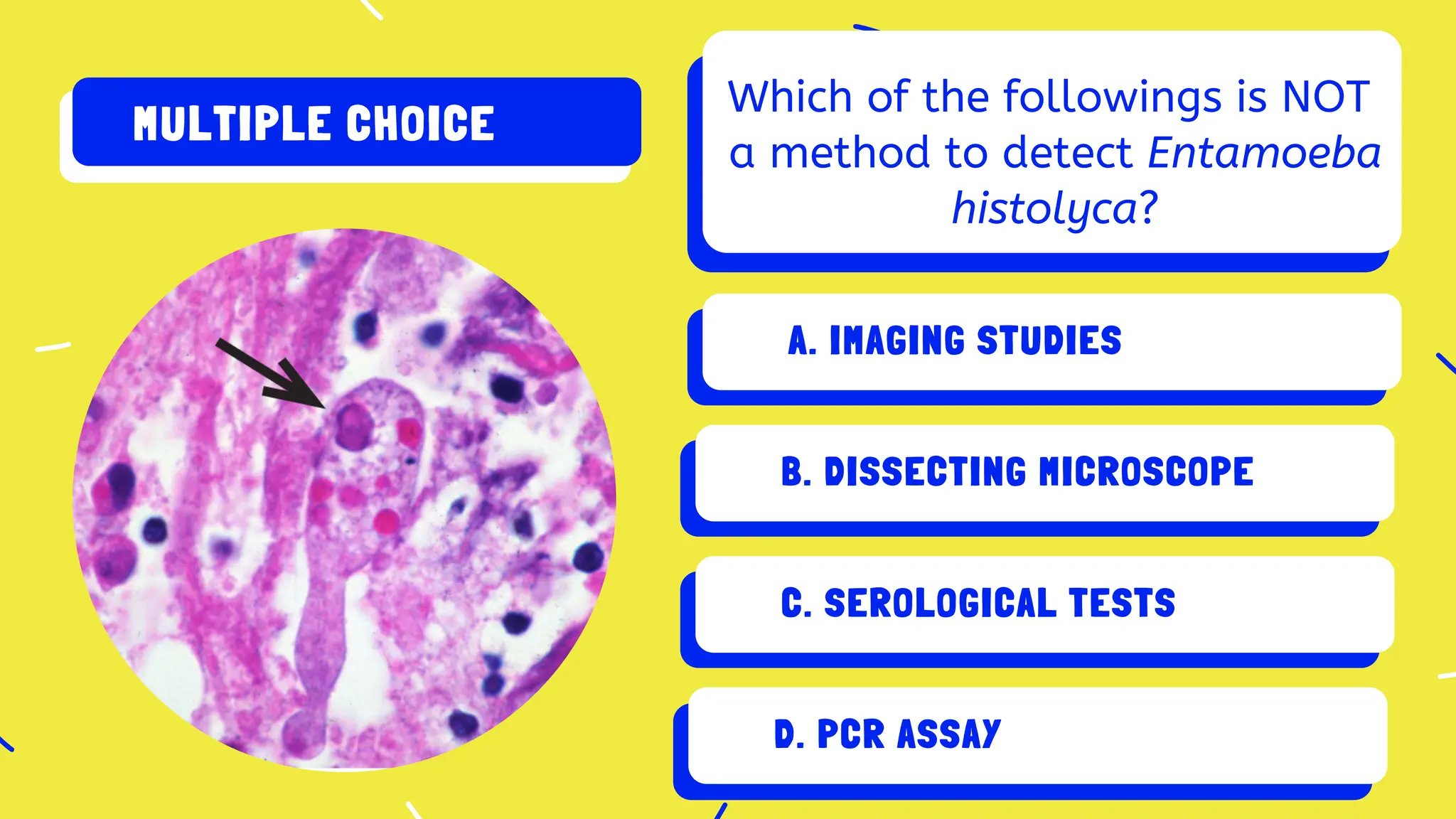 Entamoeba Histolytica - Protozoan Parasite Eukaryotes | PDF