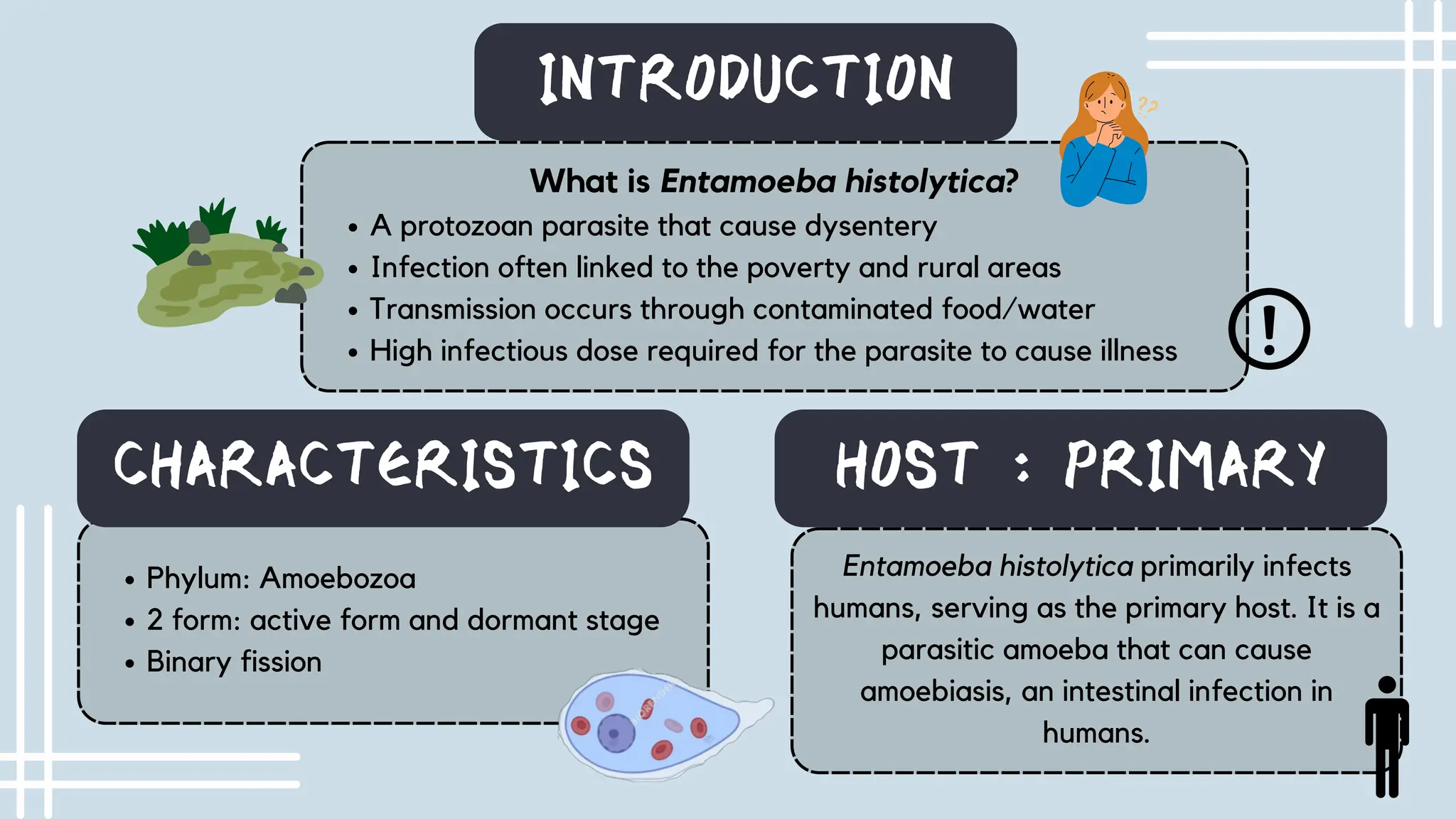 Entamoeba Histolytica - Protozoan Parasite Eukaryotes | PDF