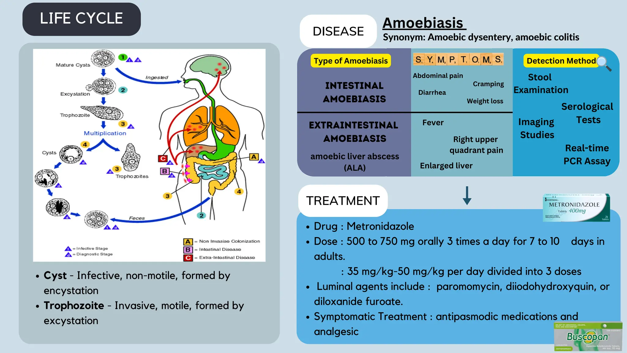 Entamoeba Histolytica - Protozoan Parasite Eukaryotes | PDF