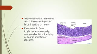 Entamoeba histolytica causative agent of amoebiasis .pptx