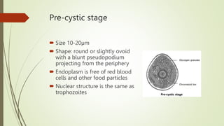 Entamoeba histolytica causative agent of amoebiasis .pptx
