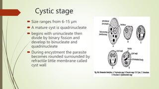 Entamoeba histolytica causative agent of amoebiasis .pptx