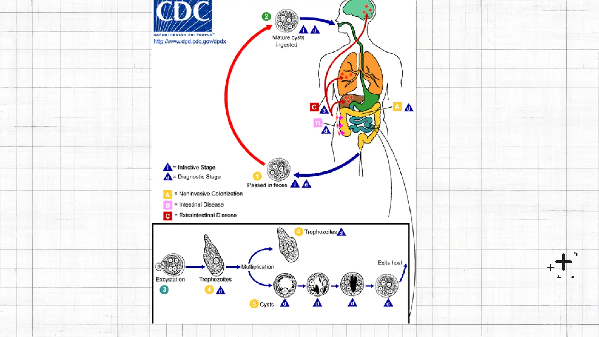 Entamoeba histolytica - Amoebiasis- morphology , pathogenesis & life ...
